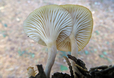 The Friends of Cathays Cemetery